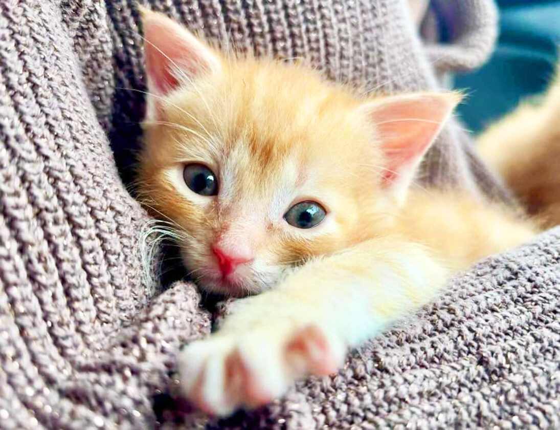 Reaching out: Local kitten rescue seeks community’s help to continue mission | News, Sports ...